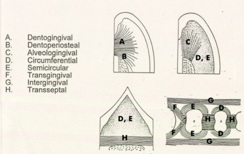 Gingival Fibers - Classification Diagram 1 | School of Dental Medicine ...